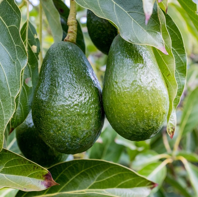 Avocado Trees