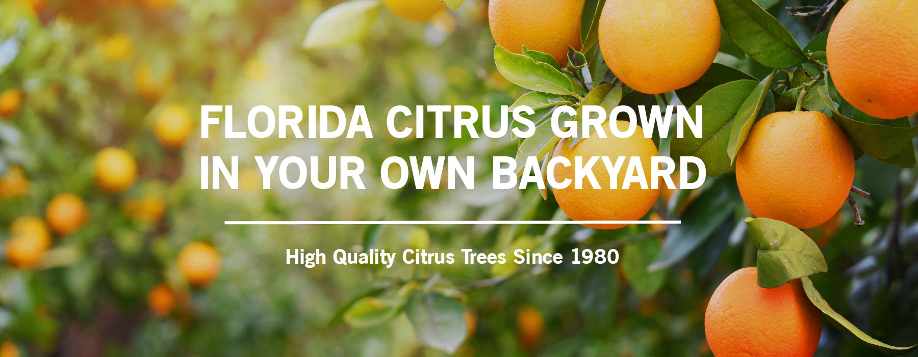 Backyard Citrus Trees