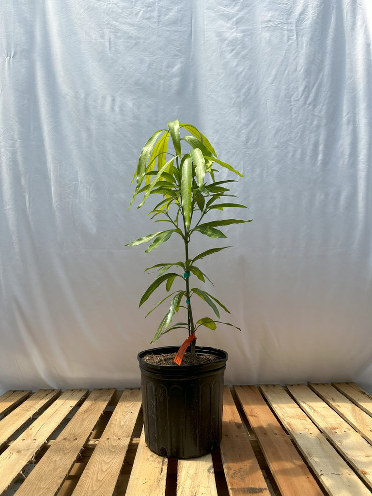 Ice Cream Mango Tree For Sale Factory Sale | emergencydentistry.com