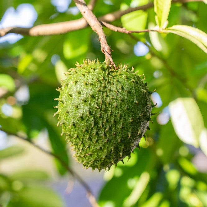 Soursop Fruit Tree Sour Sop (Annona Muricata), Fruit On A Tree,