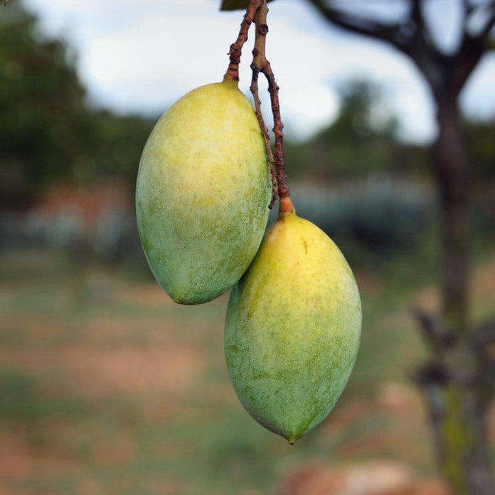 Mango Trees