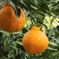 Shiranui Mandarin Trees For Sale | McGill Citrus Nursery