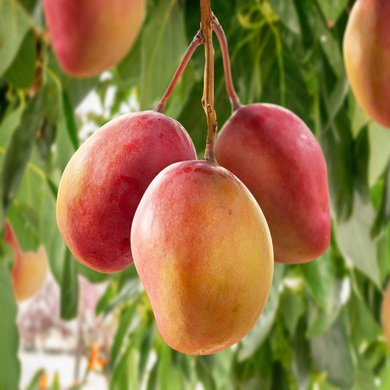 Mango Trees
