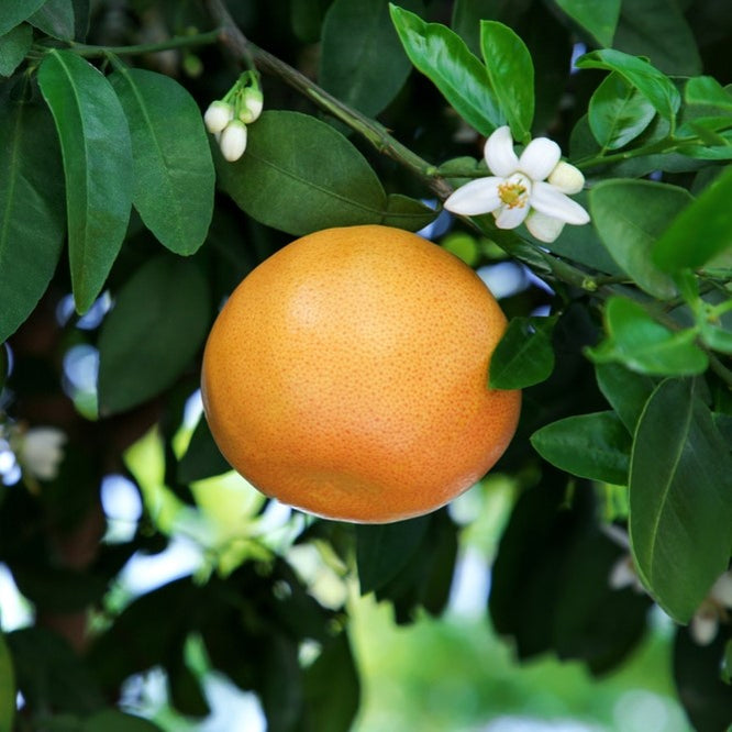 Florida Grapefruit Trees For Sale | Backyard Citrus Trees
