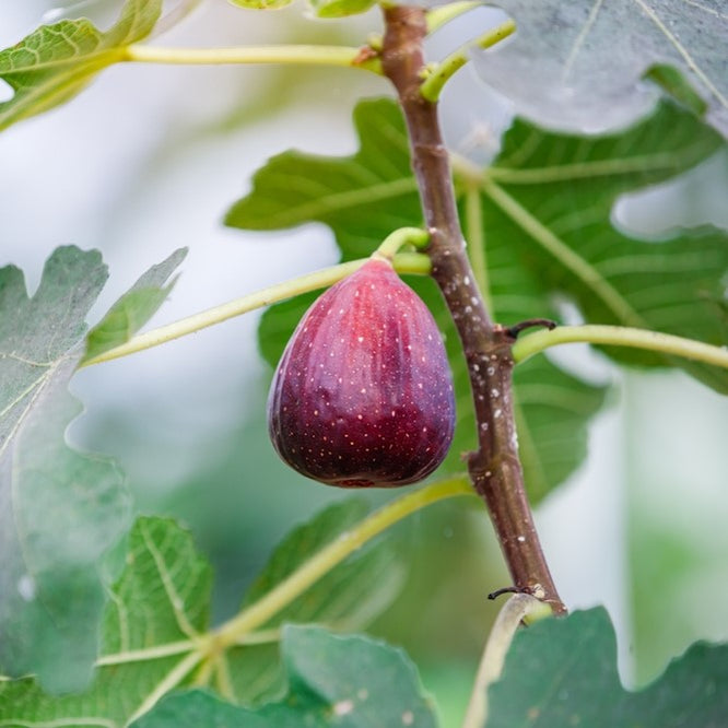 Misc. Fruit Trees