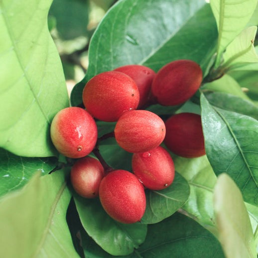 Misc. Fruit Trees