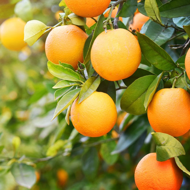 Florida Orange Trees For Sale | Backyard Citrus Trees