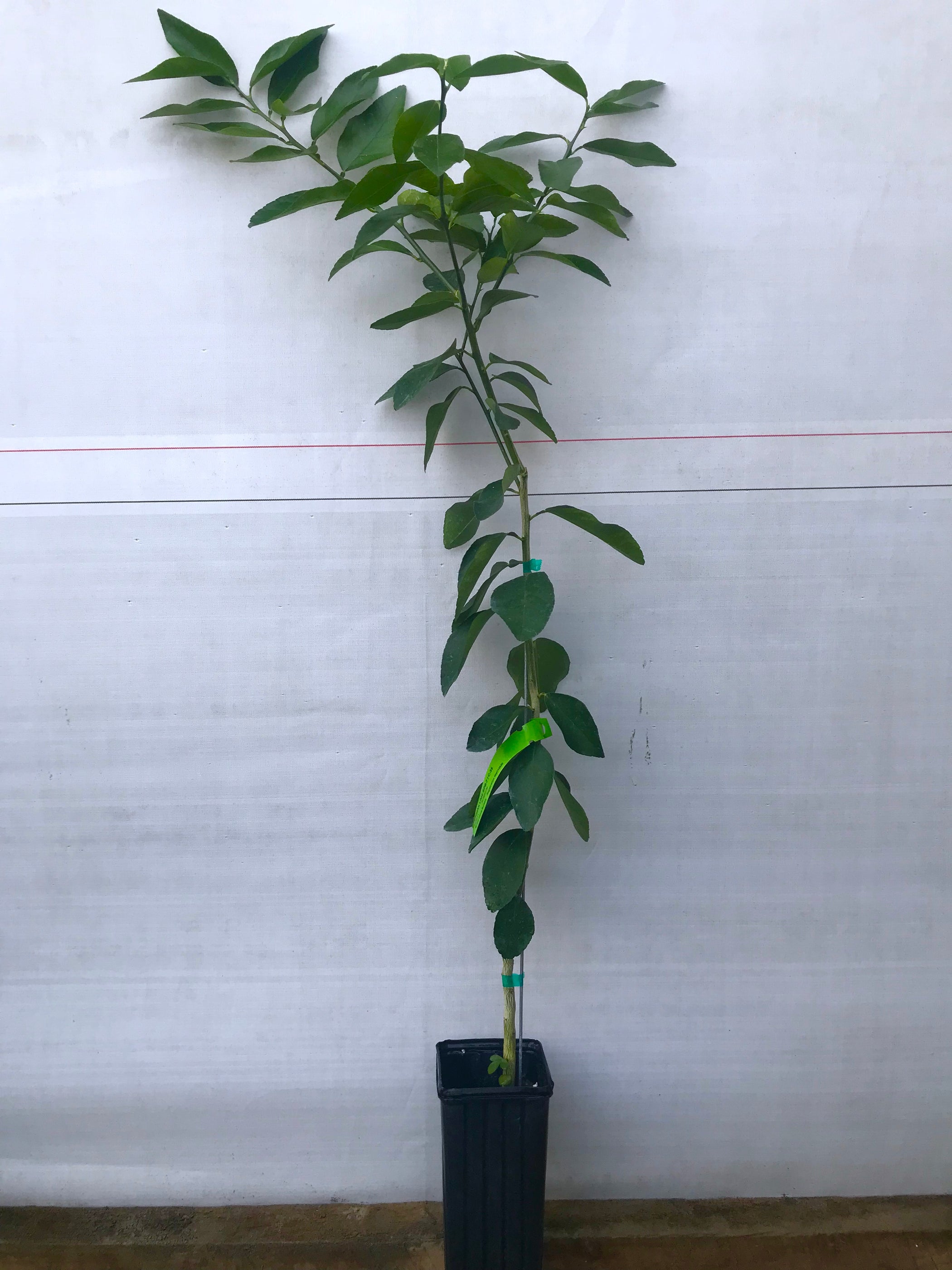 Persian Lime Trees For Sale | McGill Citrus Nursery